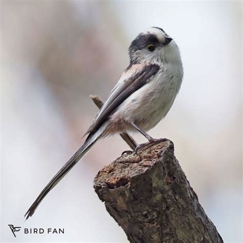 Bird Fan