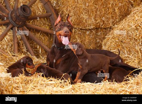 Dobermann Pinscher Bitch With Puppies 5 Weeks Ears Cropped Tail