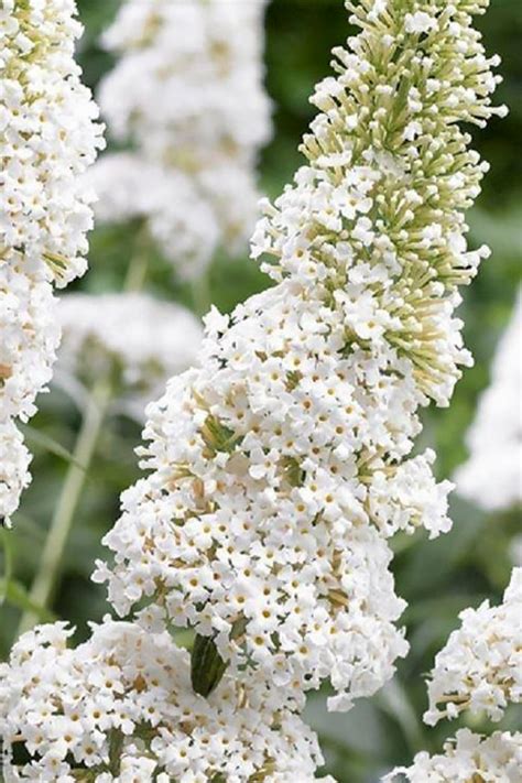 buy white profusion butterfly bush free shipping wilson bros
