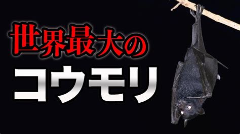 翼幅2m弱！世界最大のコウモリ Shorts クロオオコウモリ Youtube