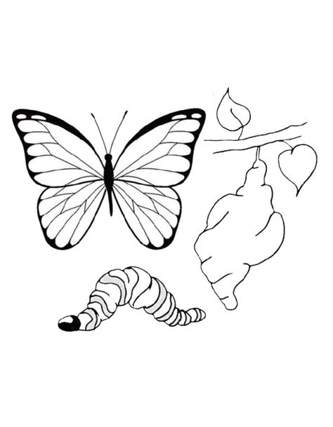 Monarch Butterfly Life Cycle Coloring Page