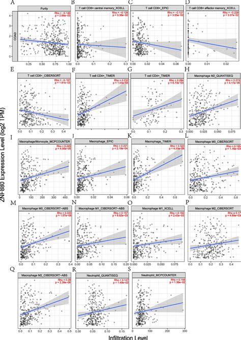 Correlations Of Znf880 Expression With Immune Infiltration Level The