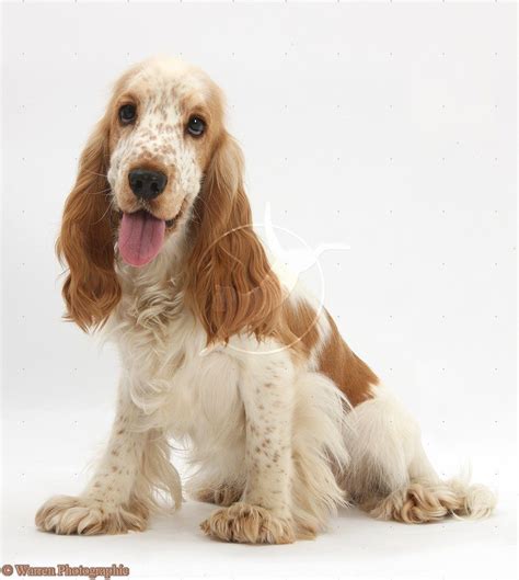 Dog Orange Cocker Spaniel Photo English Cocker Spaniel Cocker