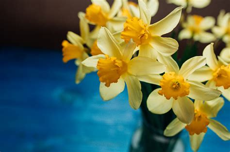 노란 수 선화 또는 블루 나무 바탕에 수 선화 꽃 선택적 초점입니다 텍스트에 대 한 장소입니다 개화기에 대한 스톡 사진 및 기타 이미지 Istock