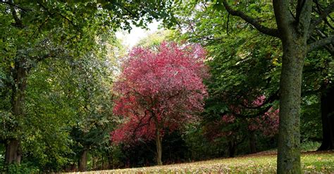 Ormeau Park Belfast Discover Northern Ireland