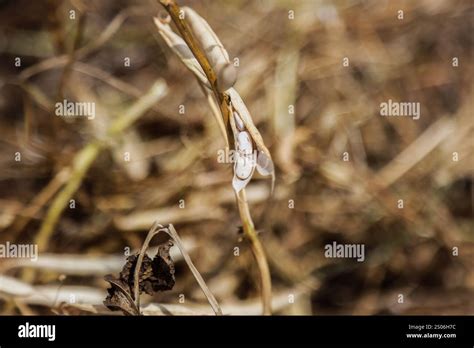 Ponta Grossa Brazil 24th Dec 2024 Harvesting Carioquinha Beans In