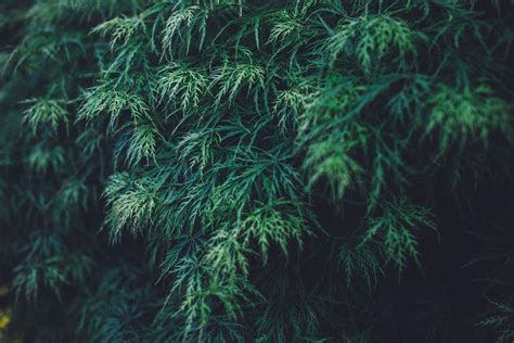 图片素材 性质 森林 草 科 厂 阳光 花 绿色 丛林 植物学 冷杉 树叶 云杉 栖息地 自然环境 木本植物