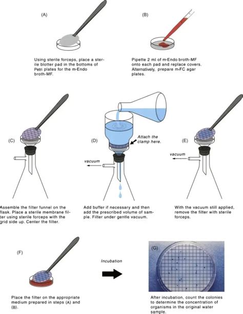 Bacteriological Analysis Of Water • Microbe Online