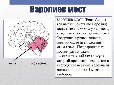 Строение головного мозга презентация онлайн
