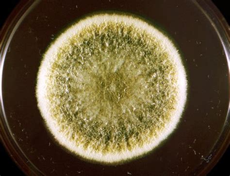 Aspergillus Flavus Mold Origins Behavior Dangers