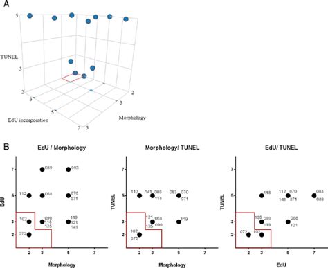 Tumor Slice Culture System To Assess Drug Response Of Primary Breast Cancer SpringerLink