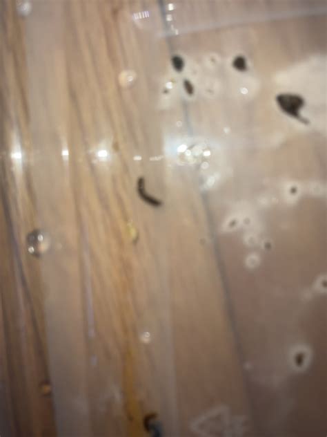 Anyone Know What These Tiny Bugs Are Theres A Bunch In My Bearded
