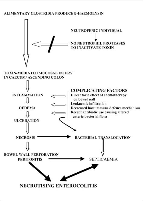 Algorithm Of The Pathophysiological Processes In Ne Download Scientific Diagram
