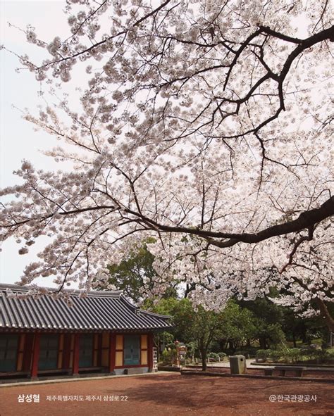 제주도호텔 벨룸 리조트 제주의 봄은 벌써 시작됐어요 우리나라에서 가장 먼저 벚꽃을 만날 수 있는 곳 제주에서 분홍빛 벚꽃과 노란 유채꽃이 함께하는 로맨틱한 드라이브를