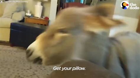 کره خر خانگی به جای سگ و گربه خانگی