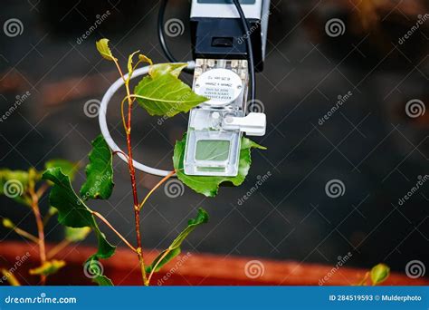 Scientist Measuring Plant Photosynthesis By Using Portable Device Stock Image Image Of Growing