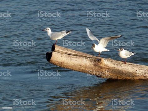 물에 나무 줄기에 서 있는 세 갈매기 0명에 대한 스톡 사진 및 기타 이미지 0명 갈매기 강 Istock