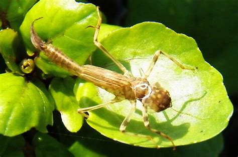 Cress Bug Id Bugguide