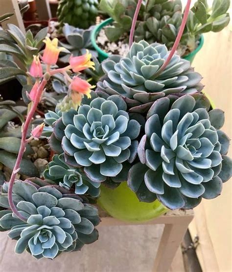 32 Different Types Of Hens And Chicks Succulents Succulents Growing