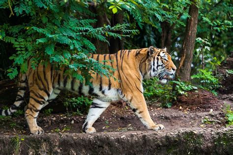 Tiger Stock Bild Colourbox