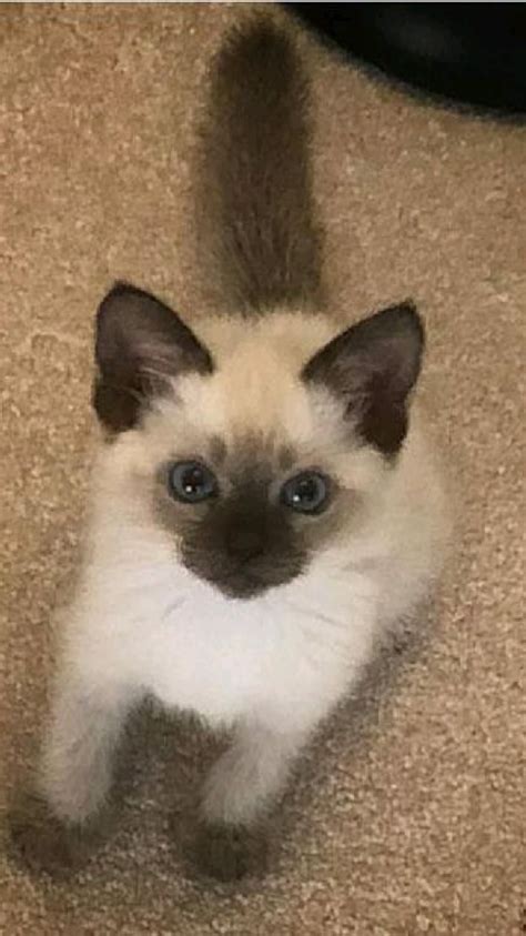 Snowshoe Cat Pictures Of Cats 1 Artofit