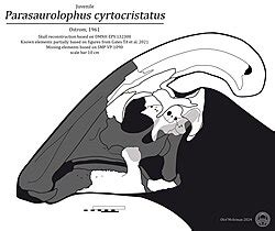 Parasaurolophus Wikipedia