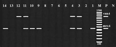 Molecular Detection Of Antibiotic Resistance Genes Meca And Vana