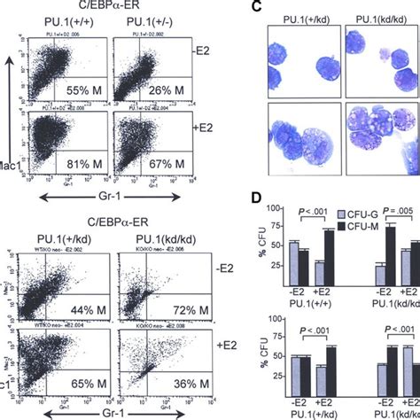 Induction Of Monocyte Development By C Ebp Requires The Distal