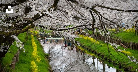 푸른 잔디와 나무로 둘러싸인 작은 연못 사진 Unsplash의 무료 가와고에 이미지