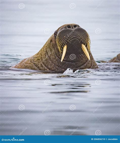 Morsa Adulta Tinha Presas Muito Menores Que Os Machos Foto De Stock