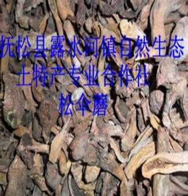 松伞蘑红蘑 中科商务网