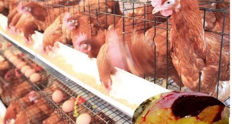How To Prevent And Treat The Fatty Liver Syndrome On Laying Hens