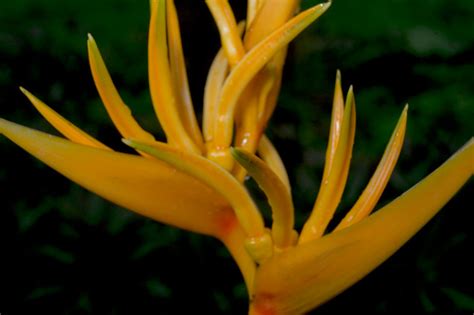 노란색 랍스터 발톱 식물 흐린 녹색 배경 근접 촬영 세부 사항 헬리코니아에 대한 스톡 사진 및 기타 이미지 헬리코니아 0명