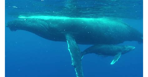 Portfolium Network Showcase Your Skills In An Eportfolio