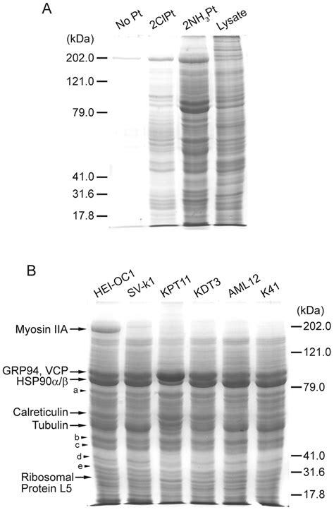 Cisplatin Binding Protein Pull Down Assay Results A Pull Down Assay Download Scientific