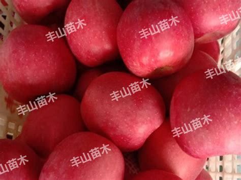 烟富九 主推品种 栖霞市丰山果树苗木研究所