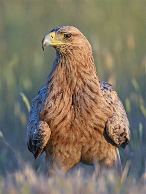 Golden Eagle Beak Color