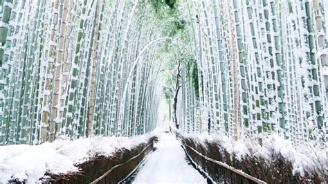 Rừng Trúc Kyoto Arashiyama Tìm Về Bình Yên Giữa Thiên Nhiên Klook Blog