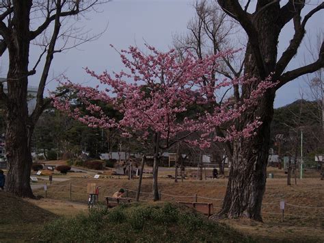 Leotophoto