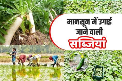 मानसून में अच्छी उपज प्राप्त करने के लिए उगाएं ये सब्ज़ियां Grow