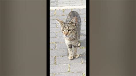 איך אני אוהב חיות במיוחד כלבים וחתולים 🐅🐕 Youtube