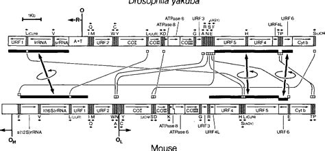 Sense Codon Semantic Scholar