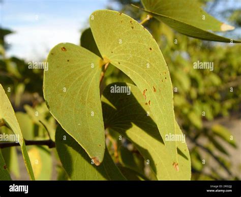 Mopane Tree Immagini E Fotografie Stock Ad Alta Risoluzione Alamy