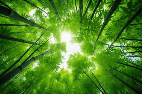 Premium Ai Image Bamboo Canopy Growth