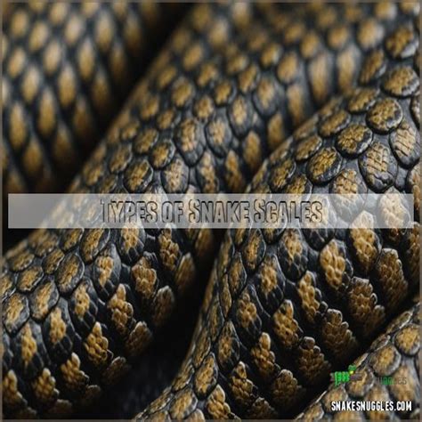 Snake Scales Size Comparison Unraveling The Secrets Of Serpent Skin