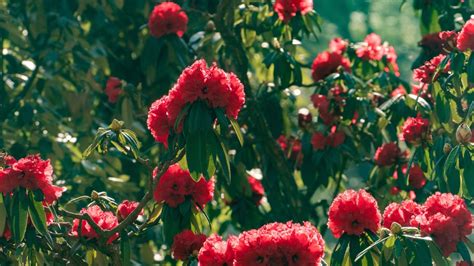 19 Lace Bug Resistant Rhododendrons For Your Landscape
