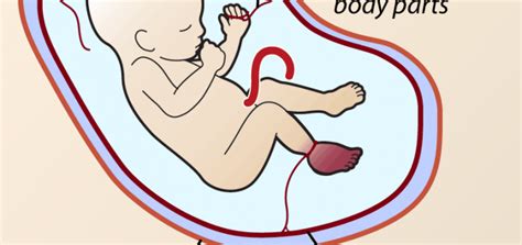 Umbilical Cord Science Online