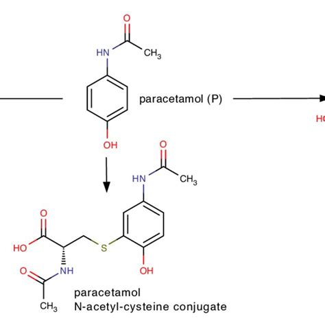 The Chemical Structures Of Paracetamol And Its Major Human Metabolites