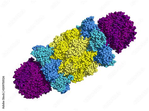 Yeast 20s Proteasome Particle In Complex With The Proteasome Activator