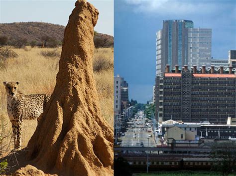 A Primer On Biomimicry Nature Inspired Innovations In Buildings